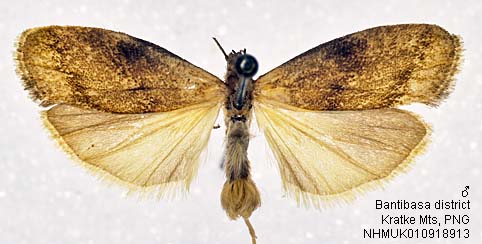 Papua Insects Foundation (Lepidoptera/Erebidae(Arctiinae)/Lambula ...